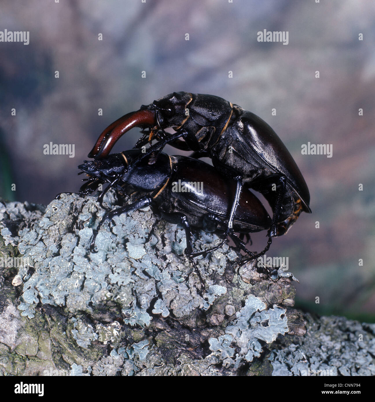 Stag Beetle (Lucanus cervus) Copulating Stock Photo - Alamy