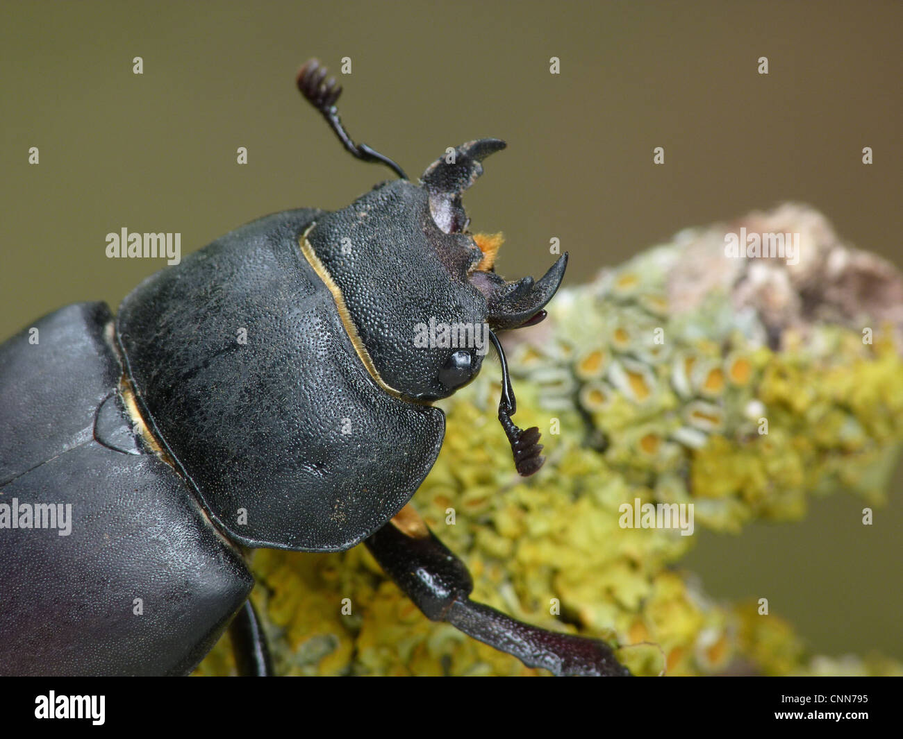 Greater Stag Beetle (Lucanus cervus) adult female, close-up of head ...