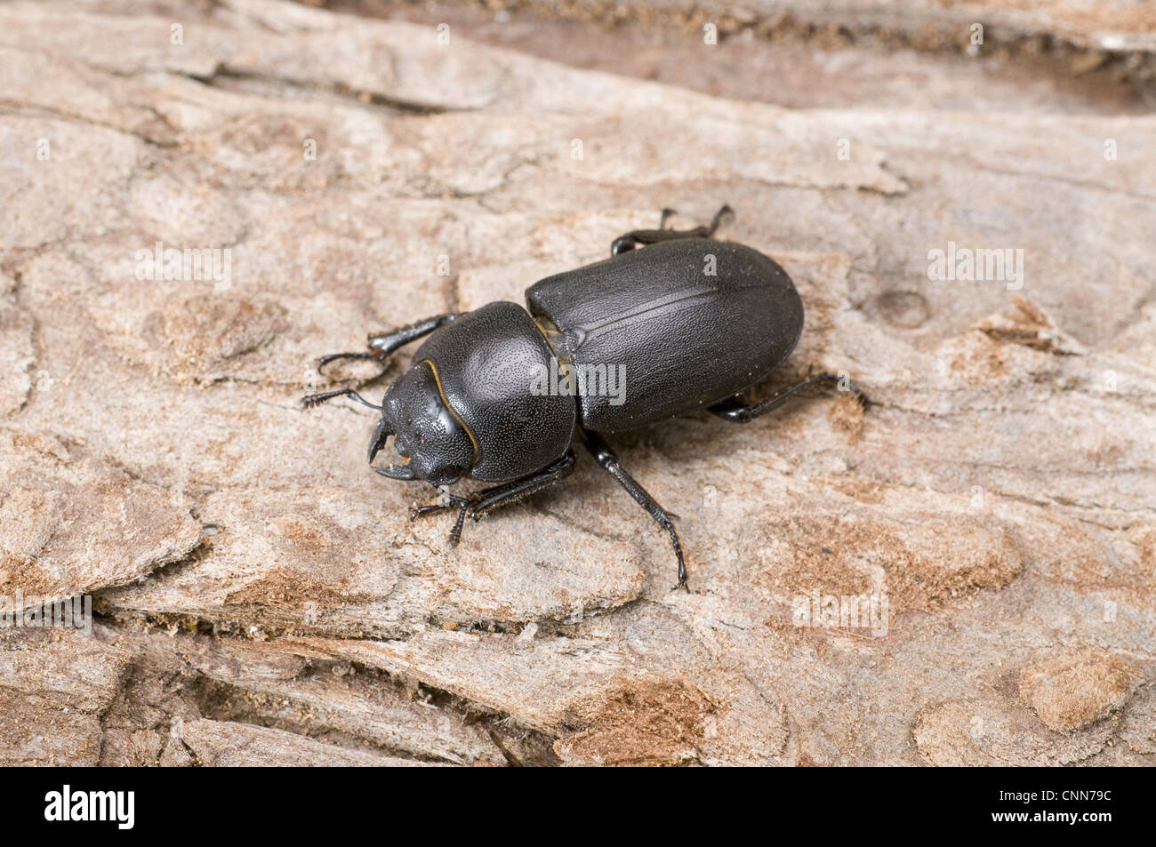 Stag beetles uk hi-res stock photography and images - Alamy