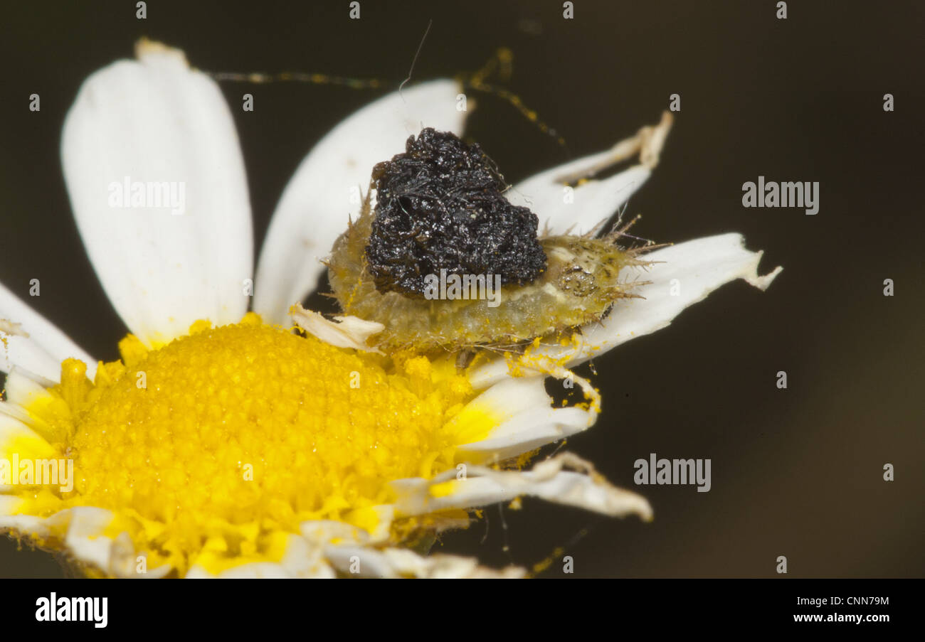 Green Tortoise Beetle (Cassida viridis) larva, with protective ...