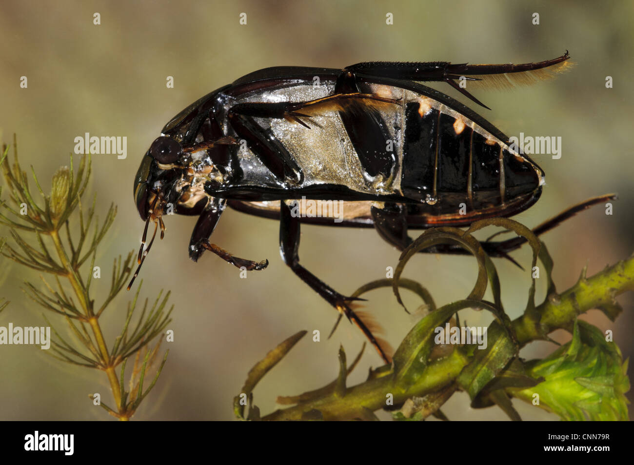 Great Silver Beetle Hydrophilus piceus adult swimming through pondweed ...