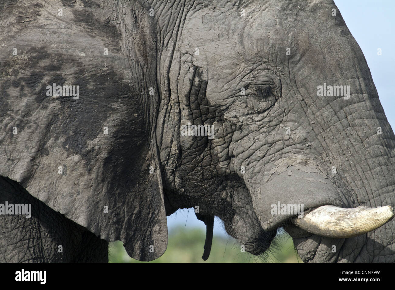 African Male Elephant musk grand Stock Photo - Alamy