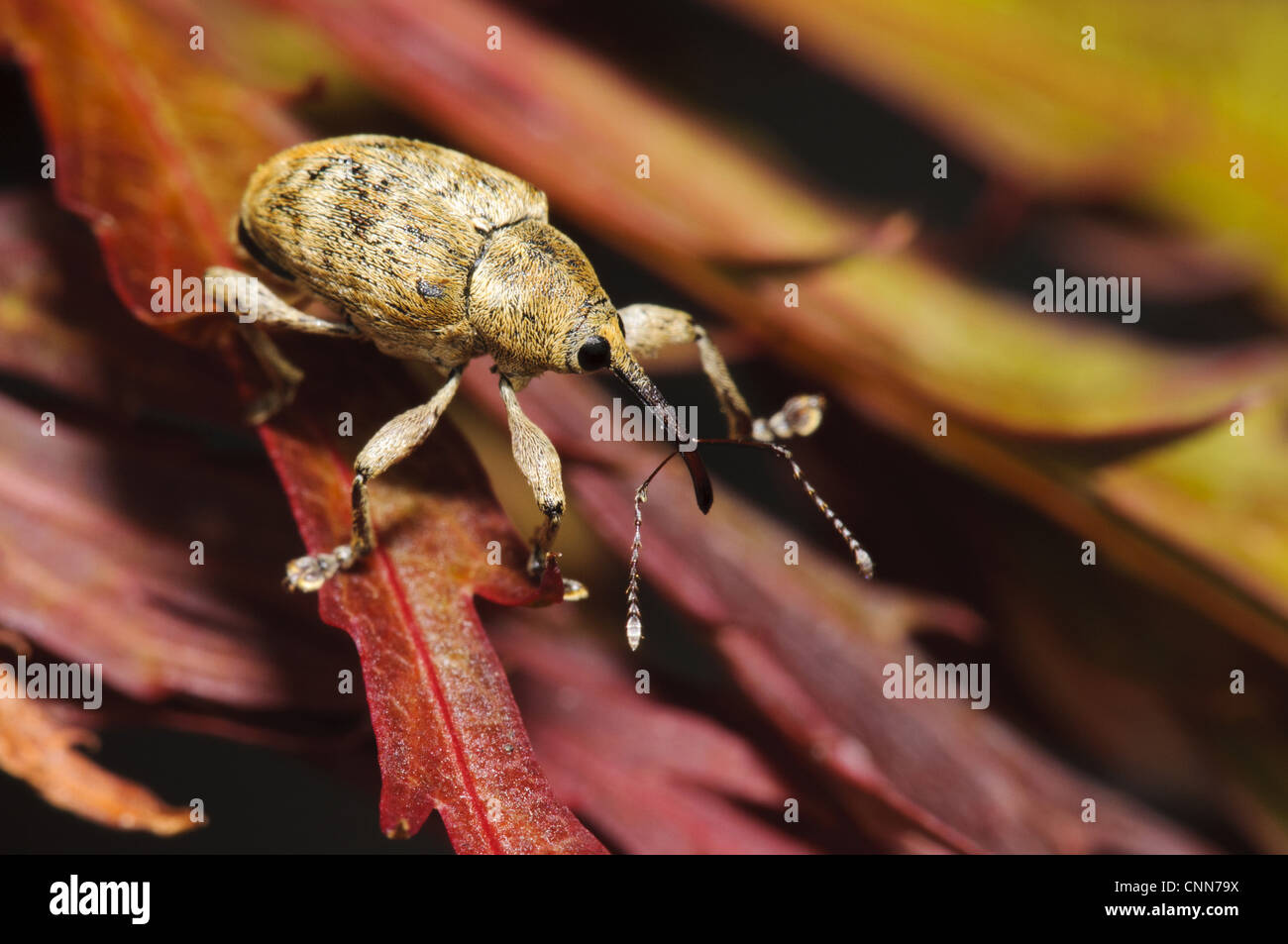 Acorn Weevil Curculio glandium adult resting Ornamental Maple Acer sp ...
