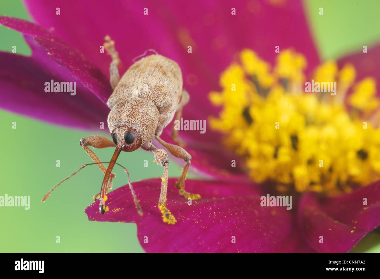 Chestnut Weevil (Curculio elephas) adult, with pollen on rostrum and ...