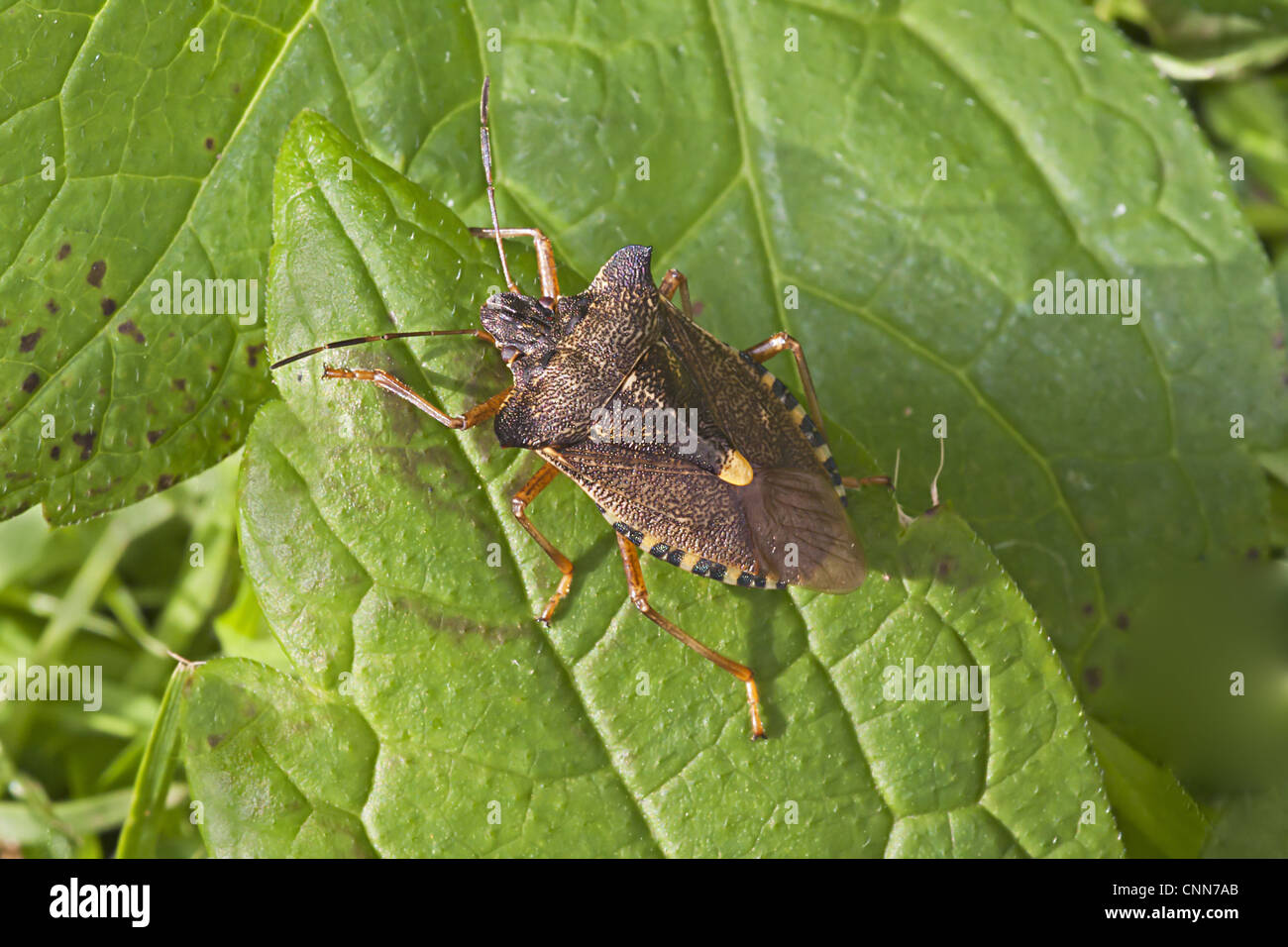Forest Bug (Pentatoma rufipes) adult, standing on leaf in garden ...