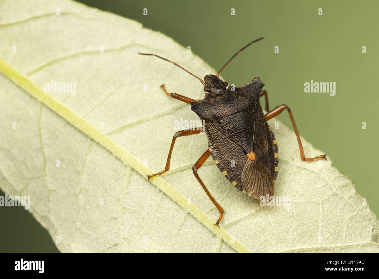 Forest Bug (Pentatoma rufipes) adult, resting on leaf, Leicestershire ...