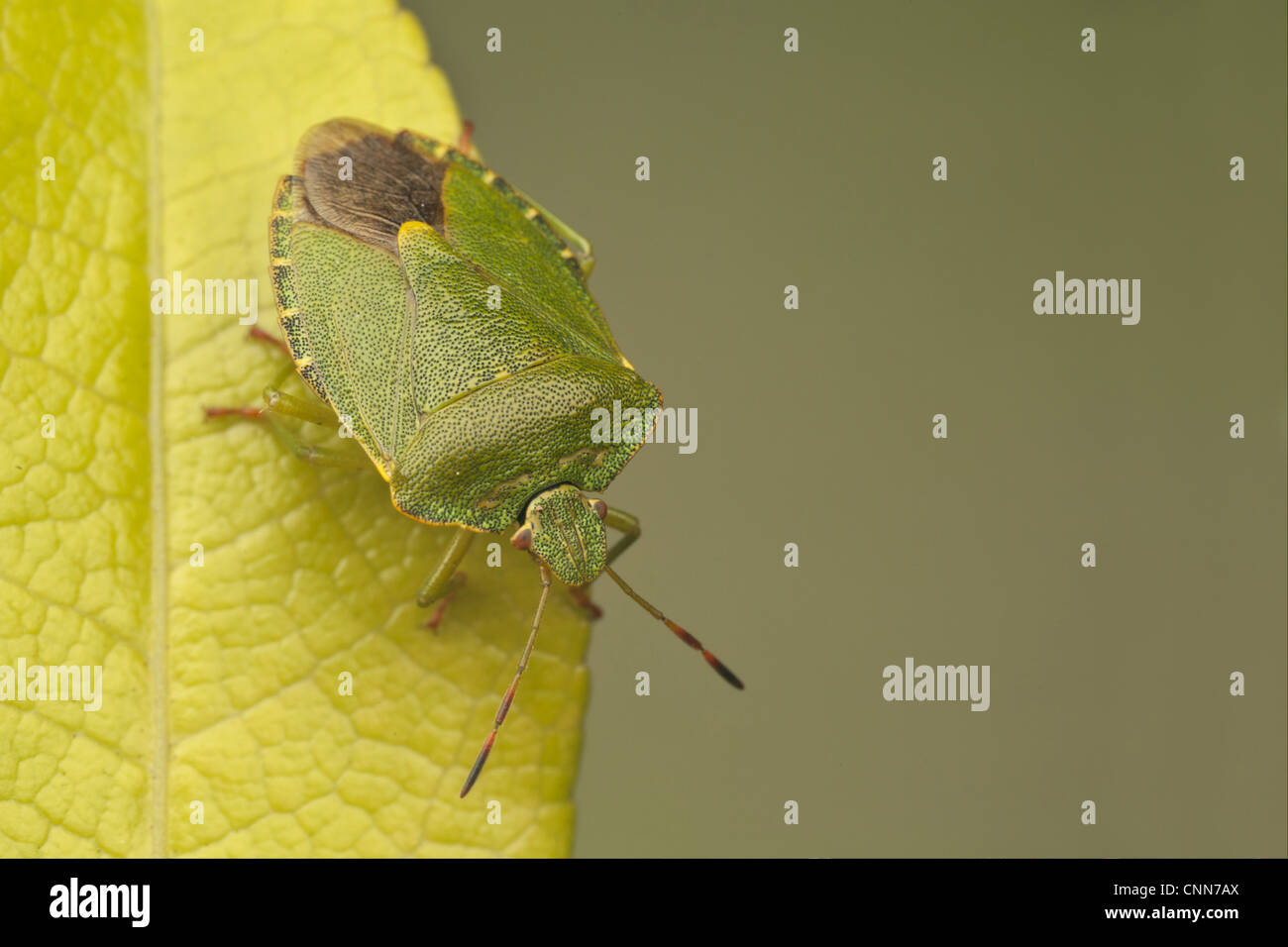 Green Shieldbug (Palomena prasina) adult, resting on leaf ...