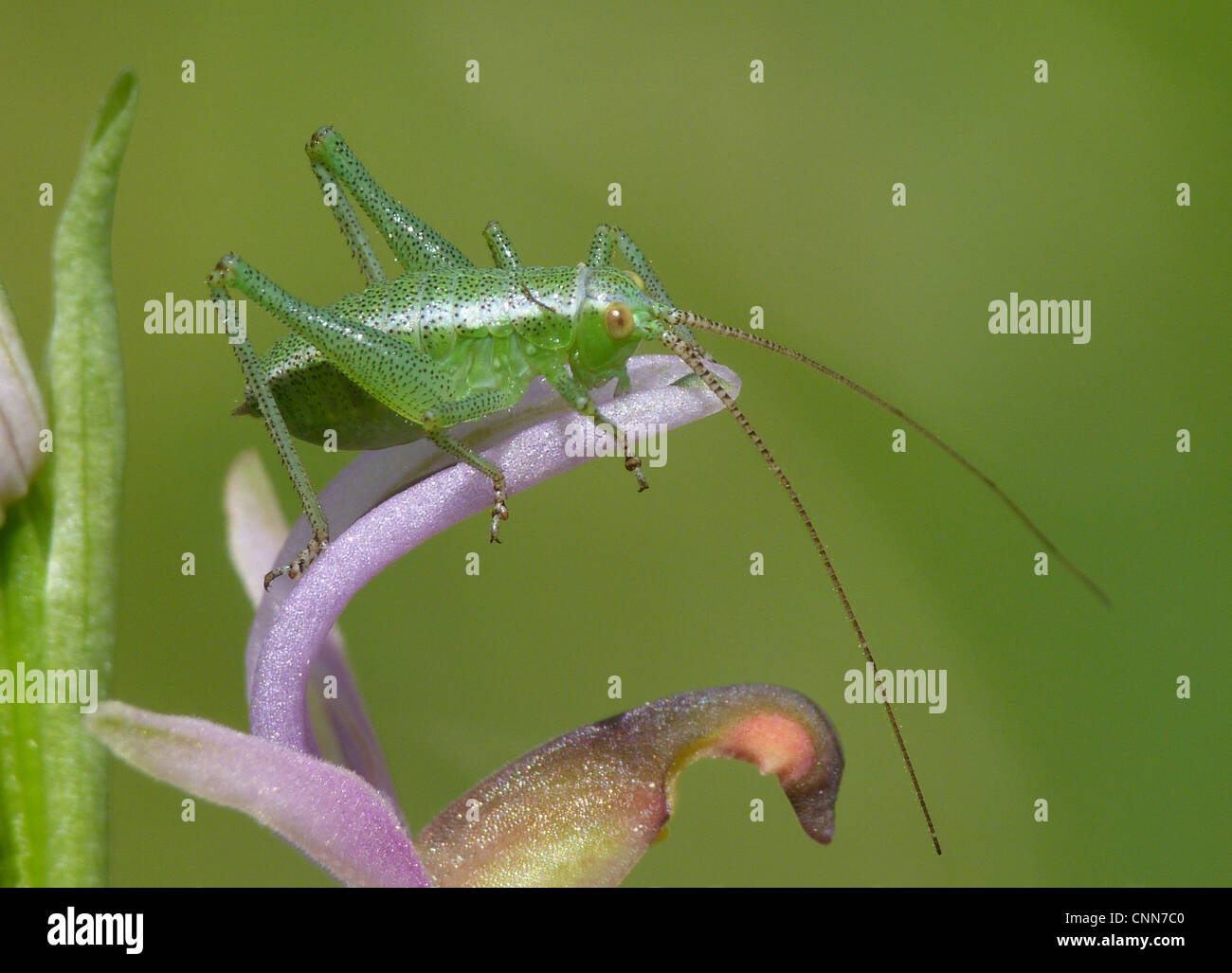 Speckled Bush-cricket Leptophytes punctatissima first instar young ...