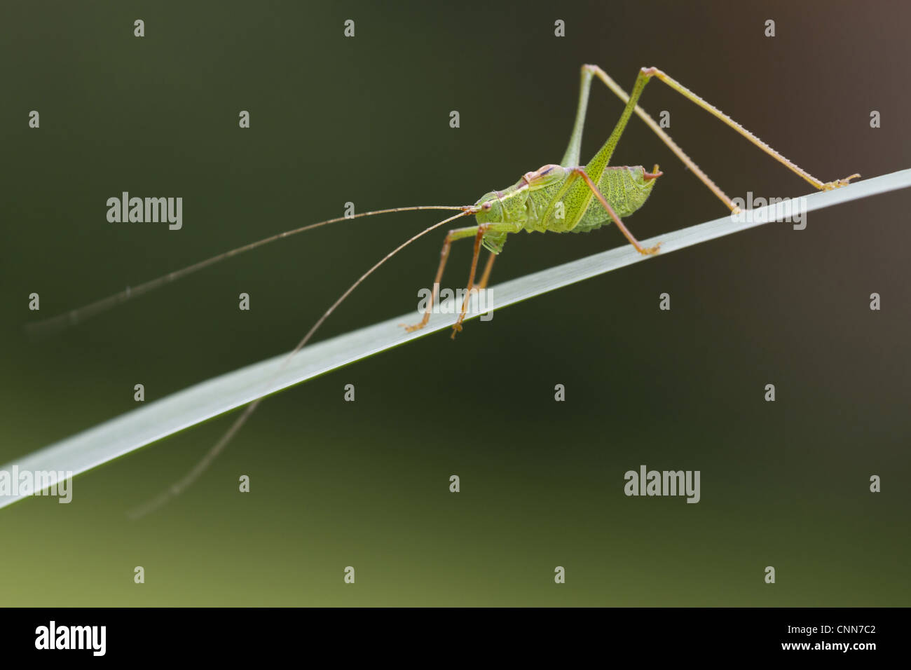 Speckled Bush-cricket (Leptophytes punctatissima) adult male, resting ...