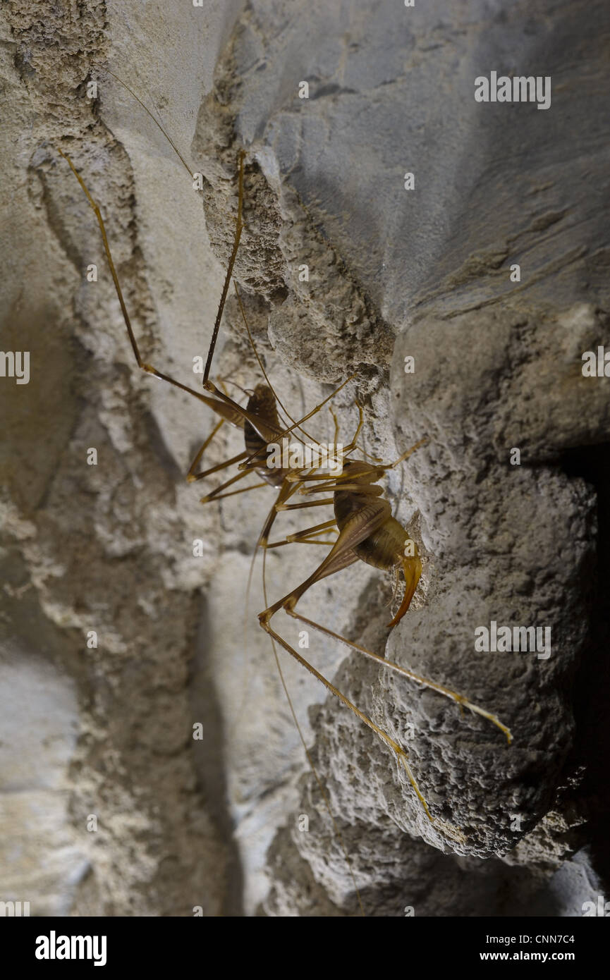 Cave crickets hi-res stock photography and images - Alamy