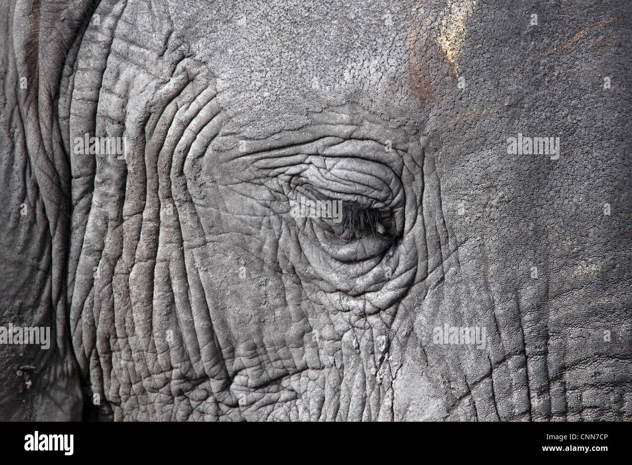 Elephant eyelash eyelashes eye hi-res stock photography and images - Alamy