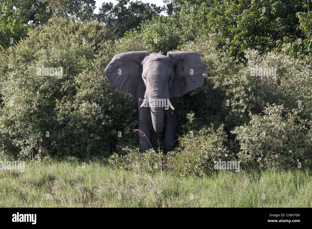 Aggressive ear flapping African Elephant threatens from Botswana bush ...