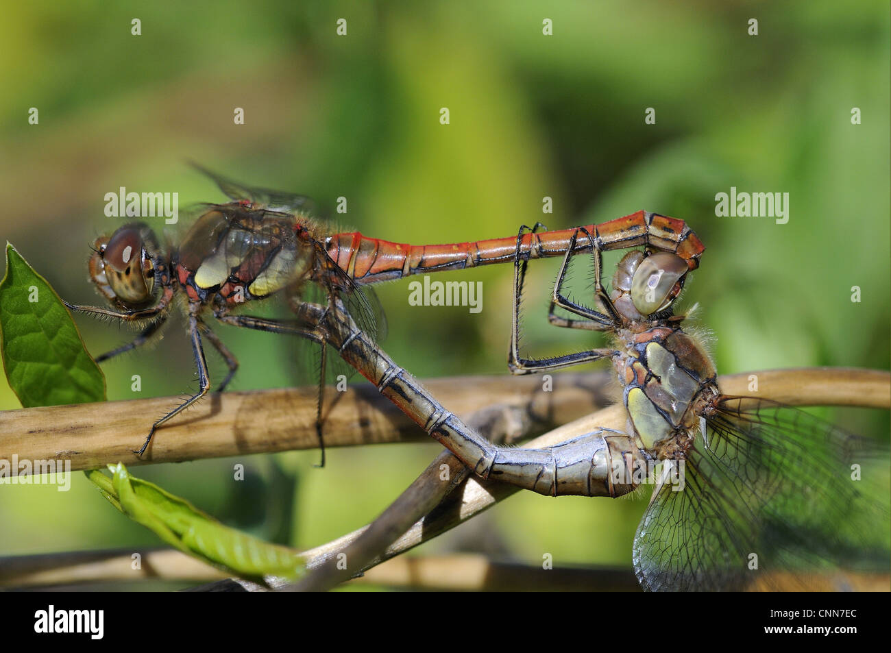 Common Darter Dragonfly (Sympetrum striolatum) adult pair, mating in ...
