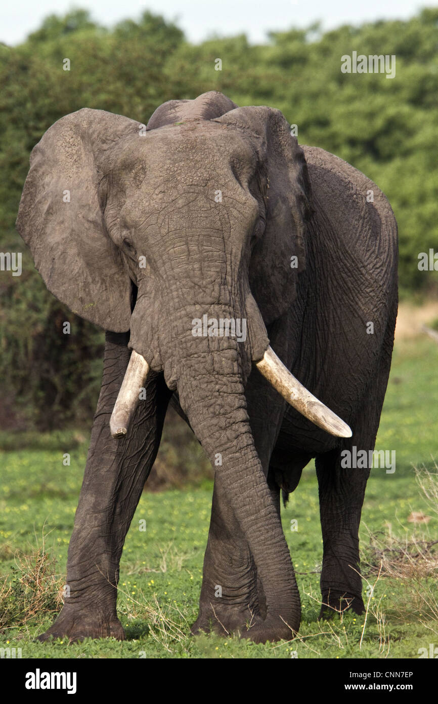 Eelephant hi-res stock photography and images - Alamy