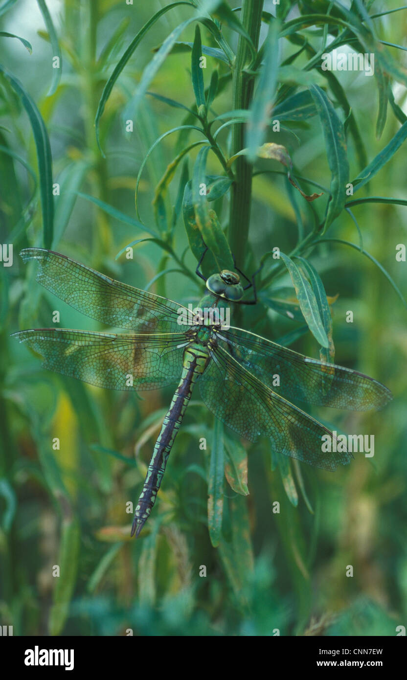Emperor (Anas imperator) Female / Cambridge / July Stock Photo - Alamy