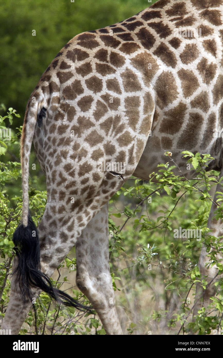 Skin pattern of the African Giraffe, note the scar. - Botswana Stock ...