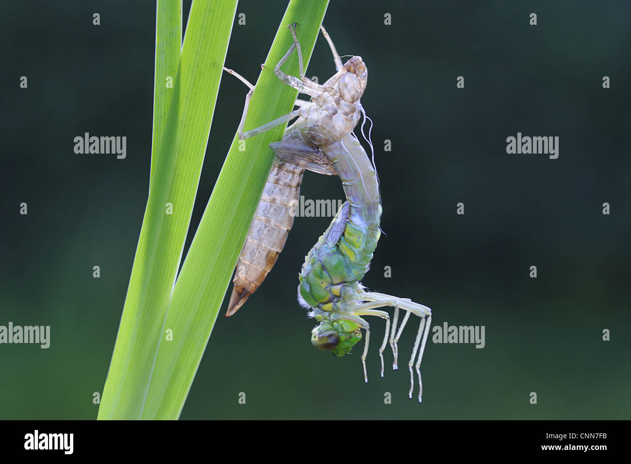 Emperor Dragonfly Anax imperator adult emerging exuvia Yellow Iris Iris ...