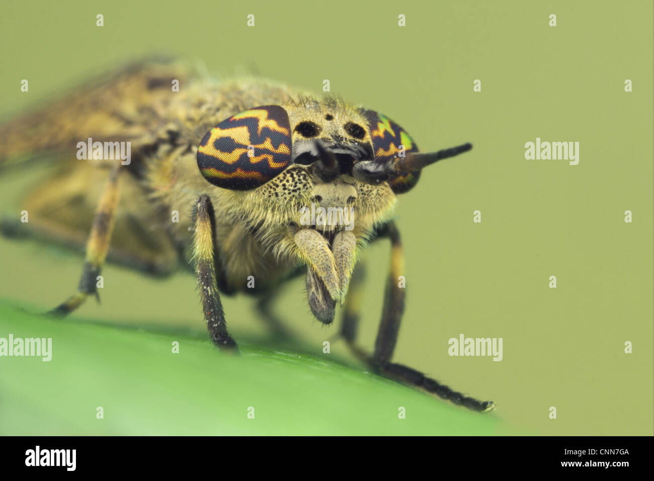 Cleg Fly (Haematopota pluvialis) adult, close-up of head ...