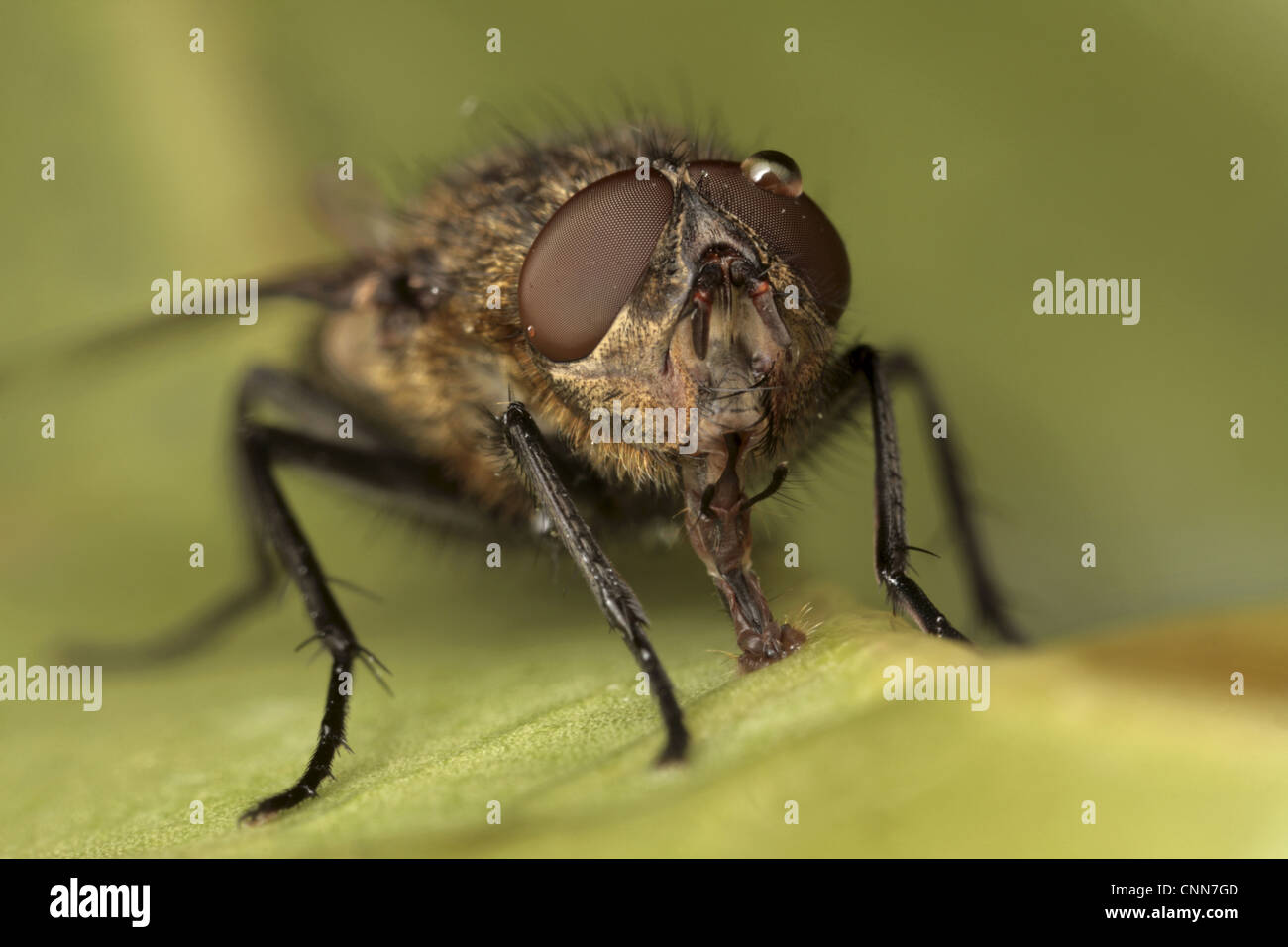 Cluster Fly (Pollenia sp.) adult, feeding, with water droplet on eye ...
