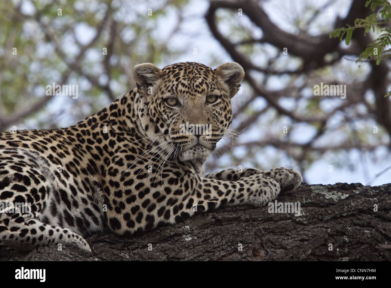 Alert African Leopards looks out from tree branch Stock Photo - Alamy