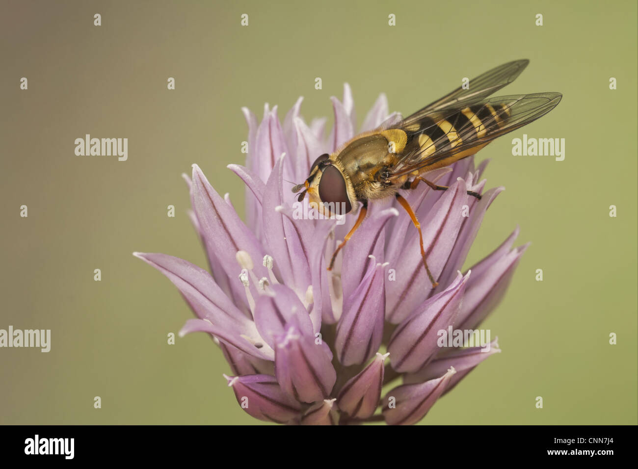 Common Banded Hoverfly (Syrphus ribesii) adult, resting on Chives ...