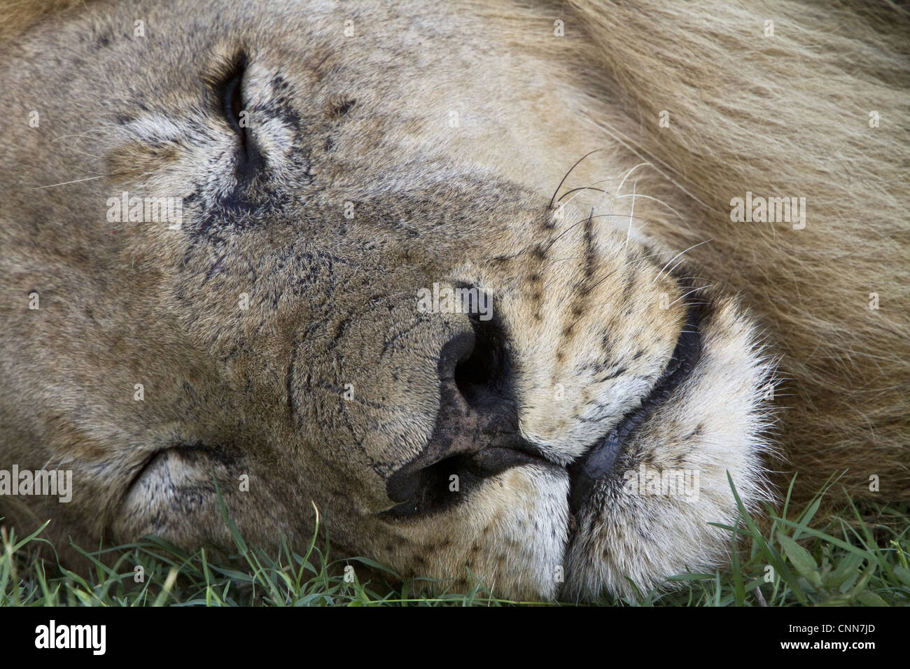 Adult male lion sleeping Stock Photo - Alamy