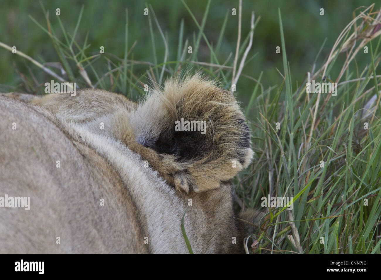 Ear of resting female african lion Stock Photo - Alamy