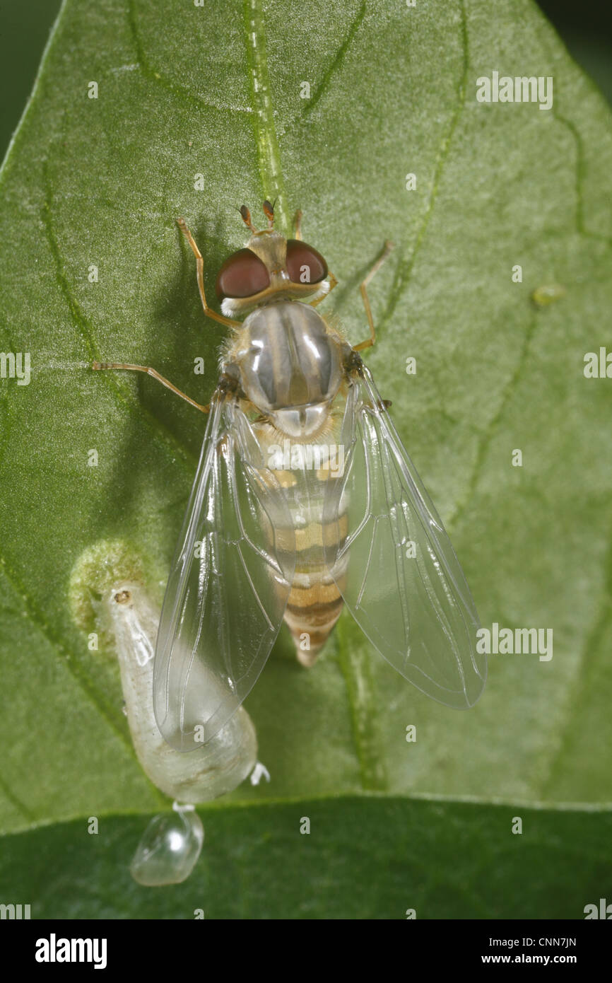 Adults with pupa hi-res stock photography and images - Alamy
