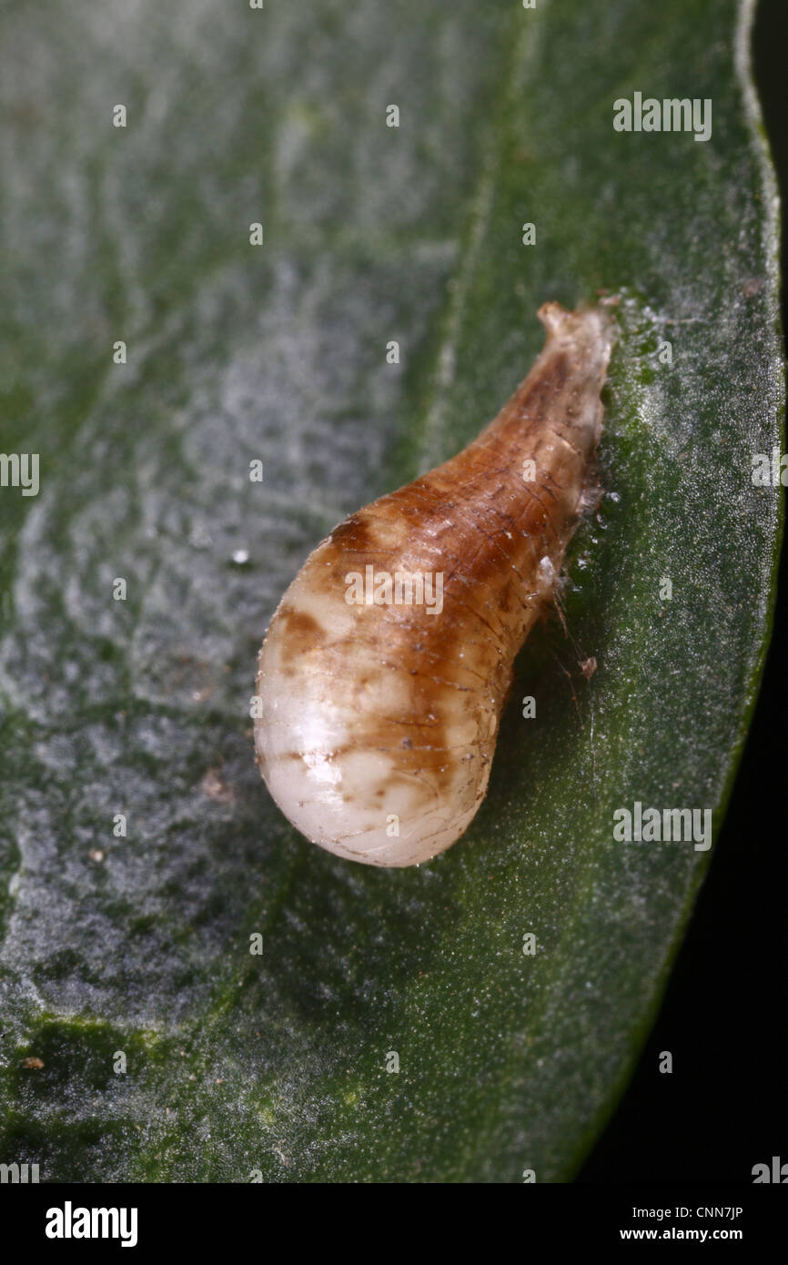 Marmalade Hoverfly (Episyrphus balteatus) pupa attached to leaf, Powys ...