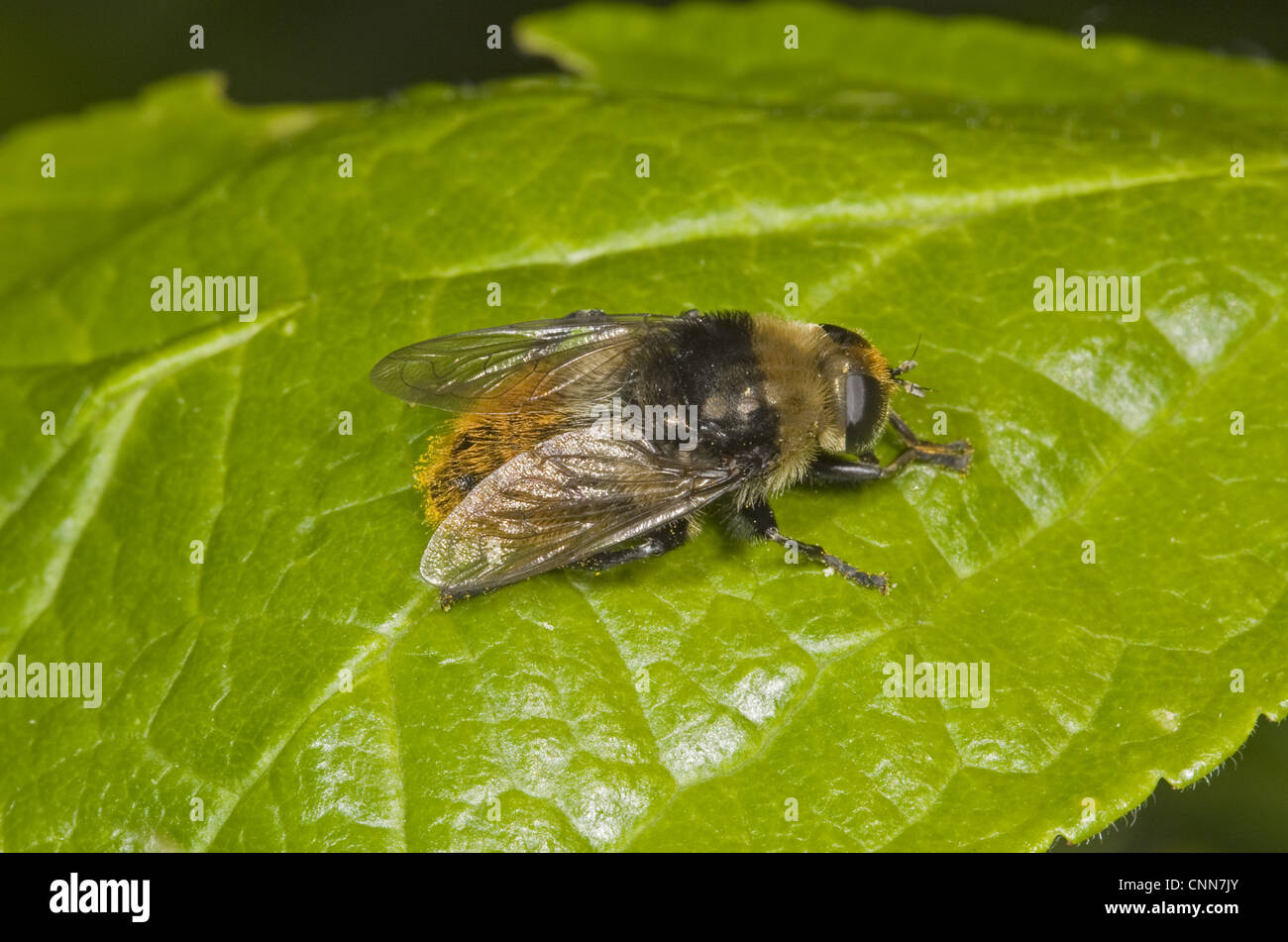 Narcissus Bulb Fly (Merodon equestris) adult, resting on leaf, Norfolk ...