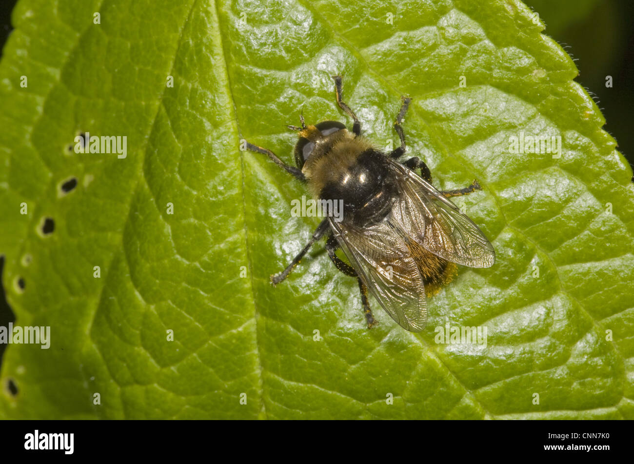 Narcissus Bulb Fly (Merodon equestris) adult, resting on leaf, Norfolk ...