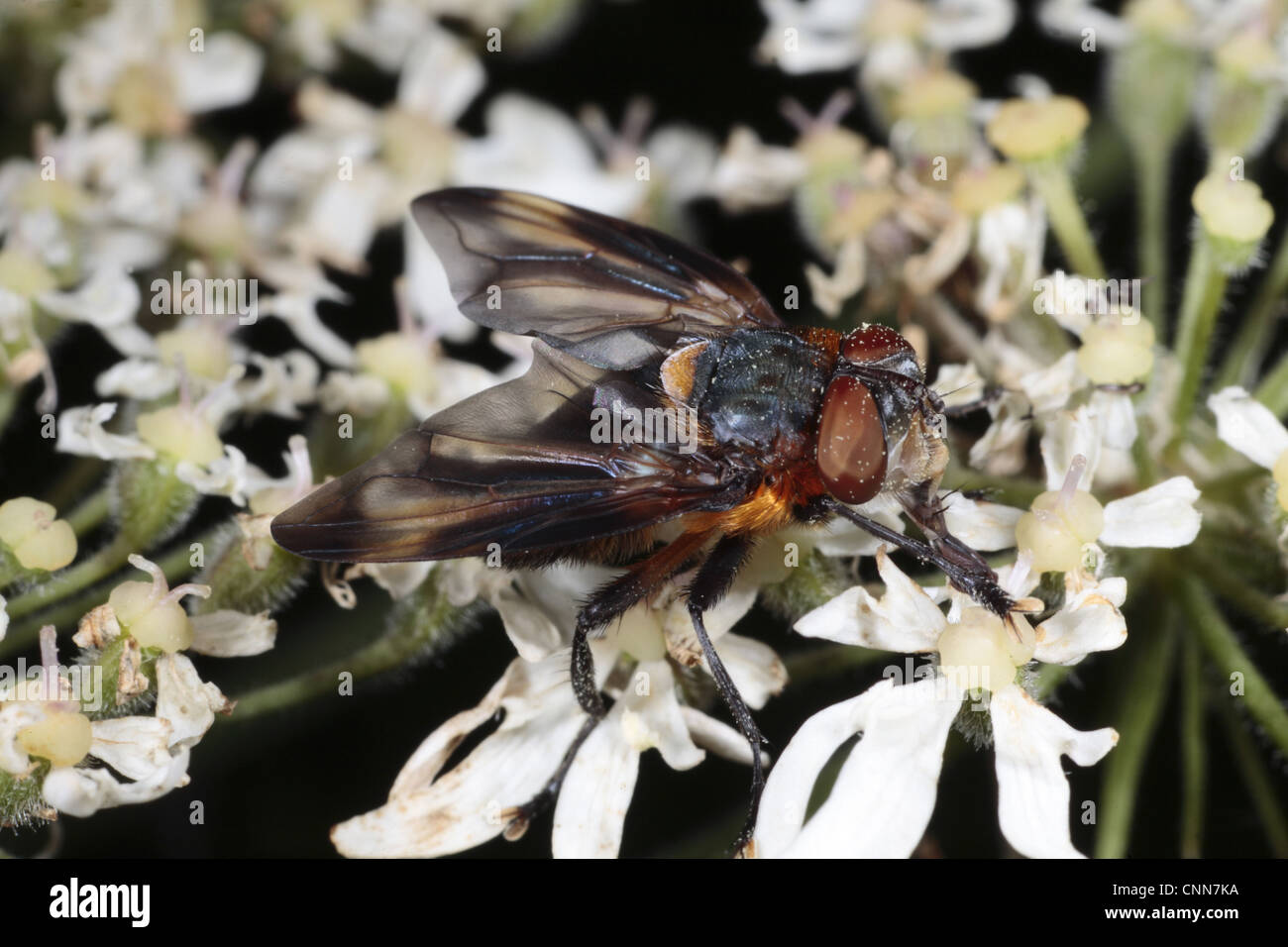 Phasia hemiptera uk hi-res stock photography and images - Alamy