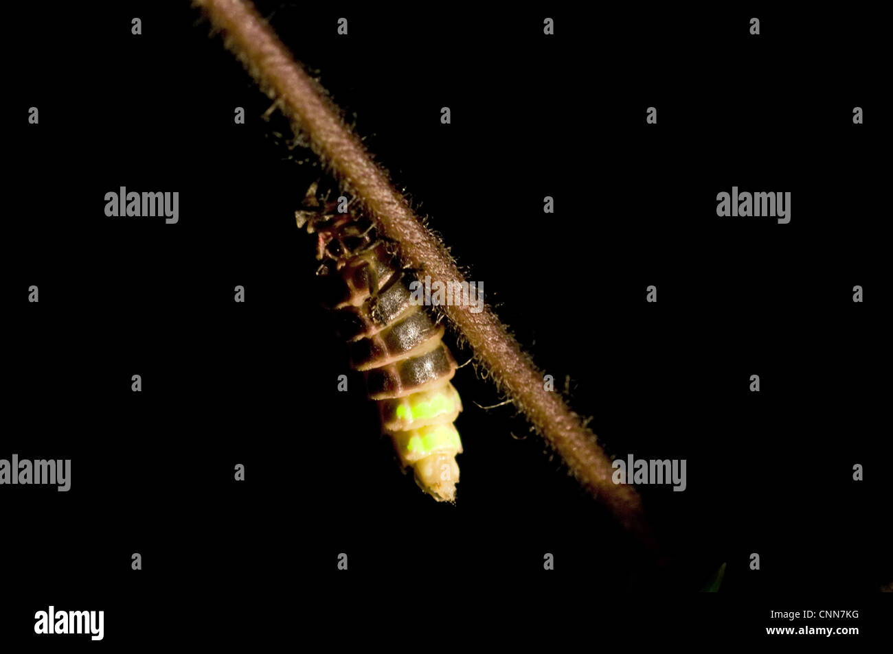 Common Glow-worm (Lampyris noctiluca) adult female, glowing, displaying ...