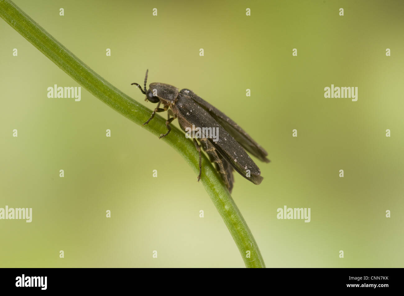 Common Glow-worm (Lampyris noctiluca) adult male, resting on stem ...