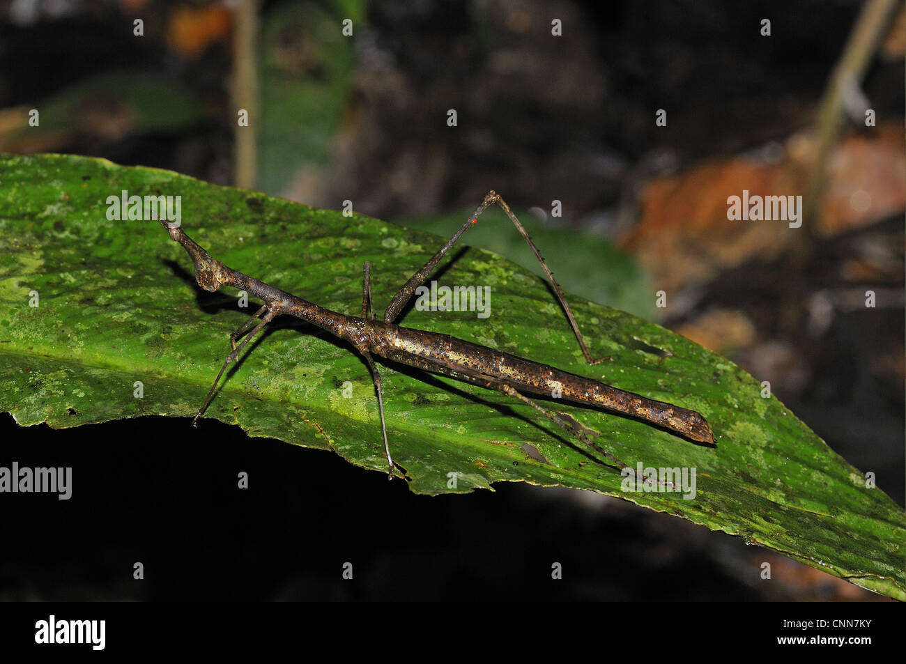 American grasshopper hi-res stock photography and images - Alamy