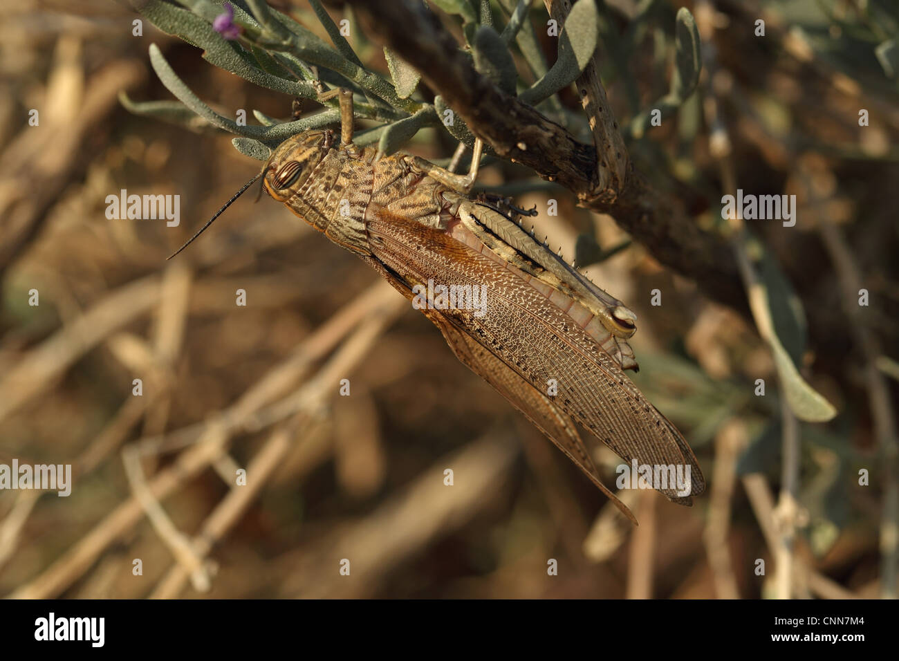 Egyptian Grasshopper (Anacridium aegyptium) adult, resting on stem ...