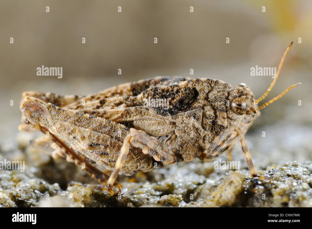 Groundhopper hi-res stock photography and images - Alamy