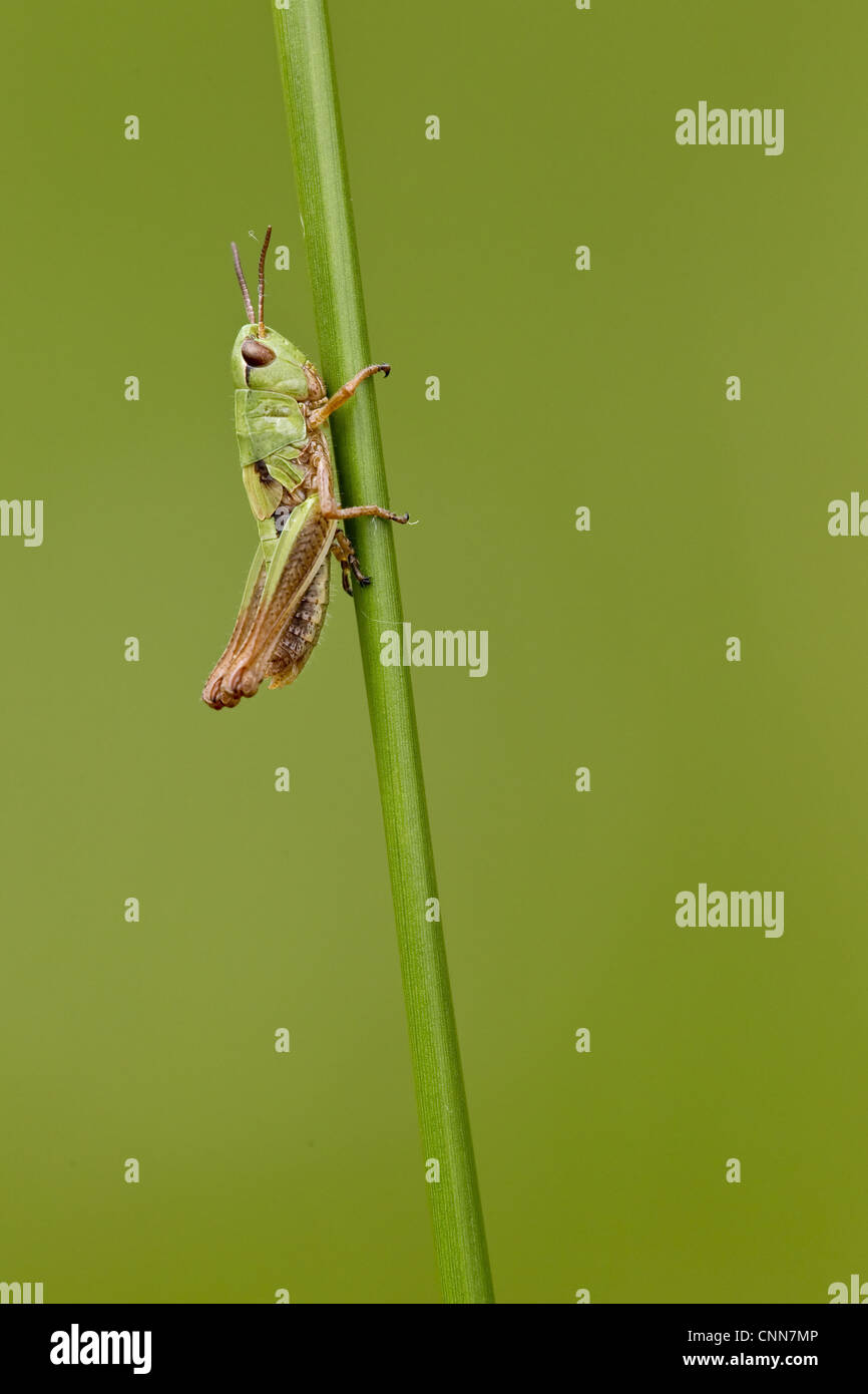 Resting nymph hi-res stock photography and images - Alamy