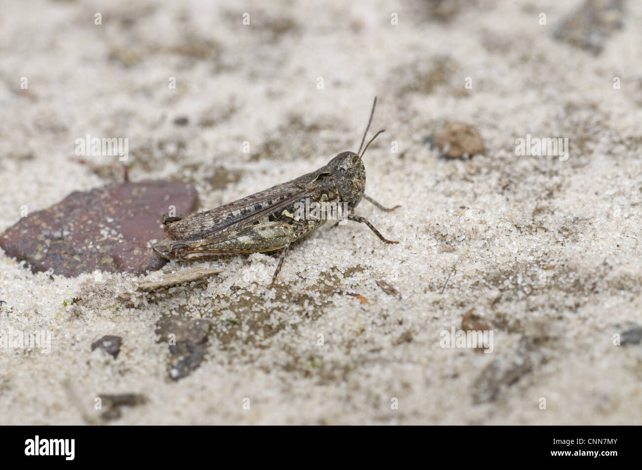 Mottled Grasshopper (Myrmeleotettix maculatus) adult, camouflaged on ...