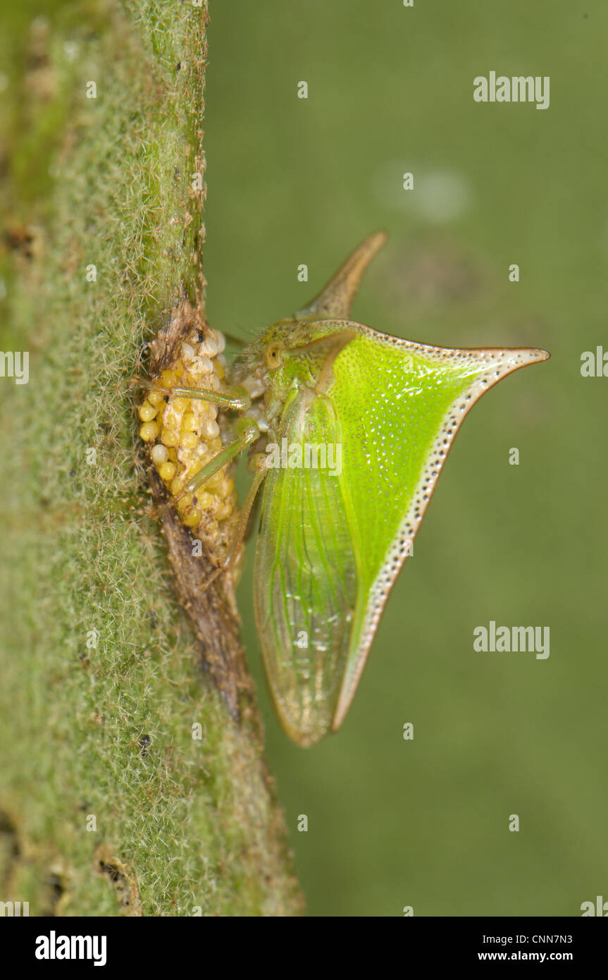 Treehopper (Membracidae sp.) adult female, guarding eggs, Manu Road ...