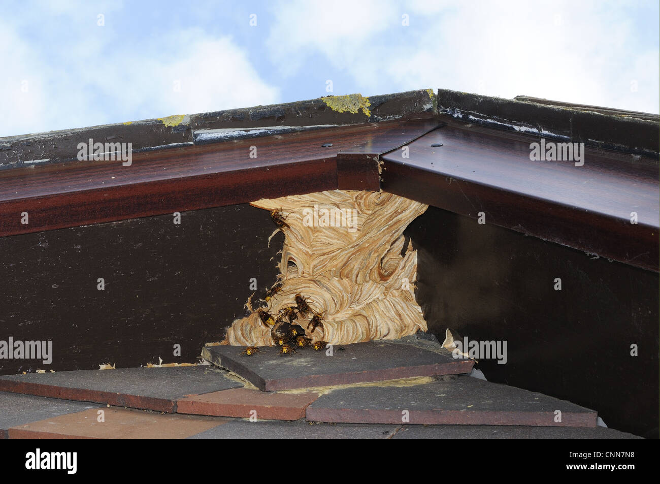 European Hornet (Vespa crabro) nest, under house eaves, Oxfordshire ...