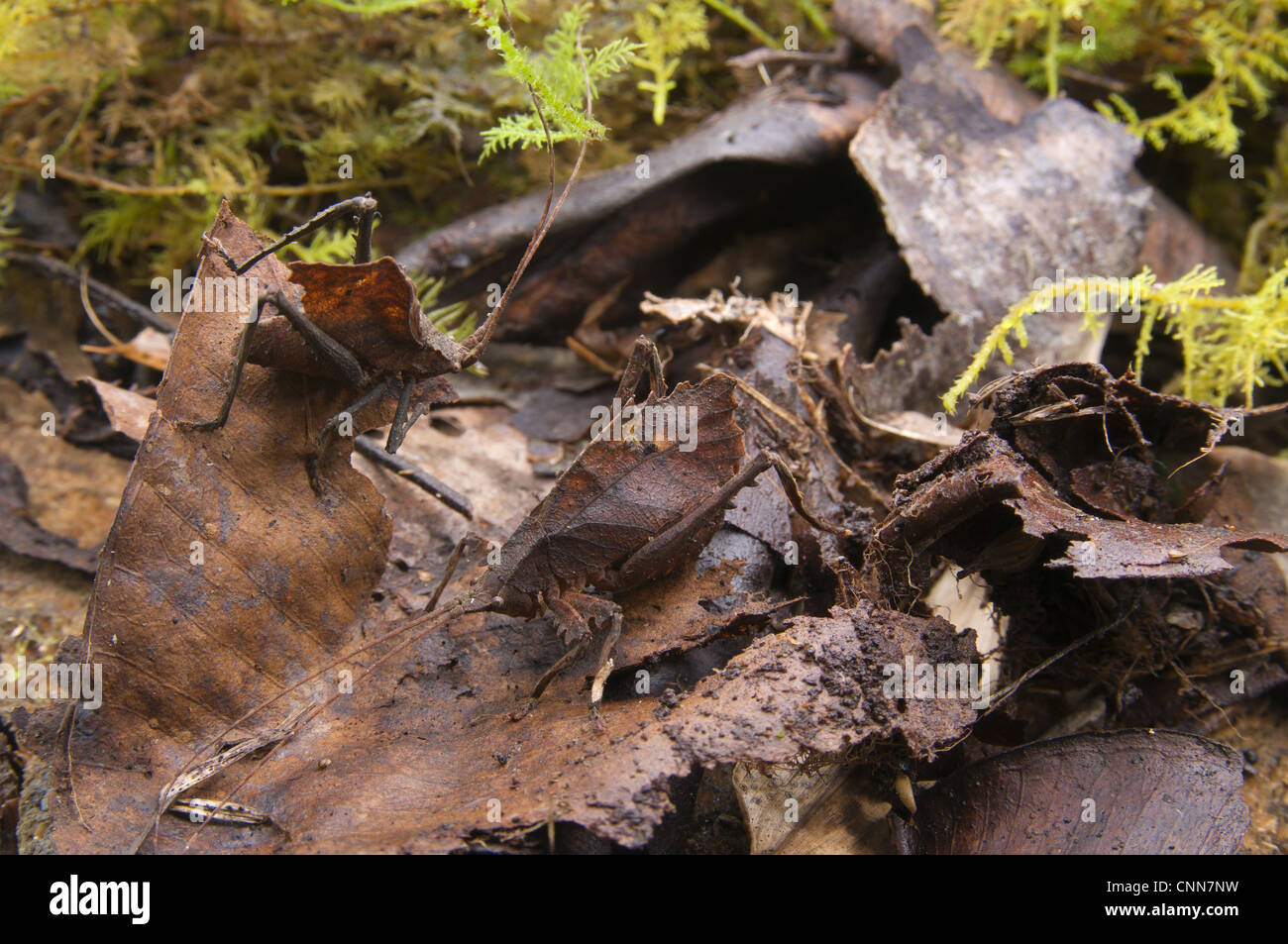 Dead-leaf Katydid Mimetica sp. adult pair camouflaged on leaf litter in ...