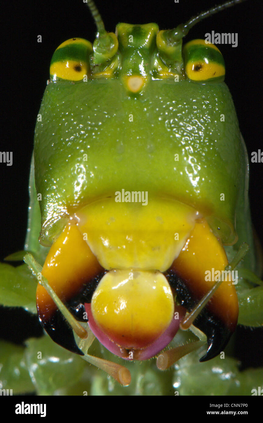Katydid (Tettigoniidae sp.) adult female, close-up of head, Los Amigos ...