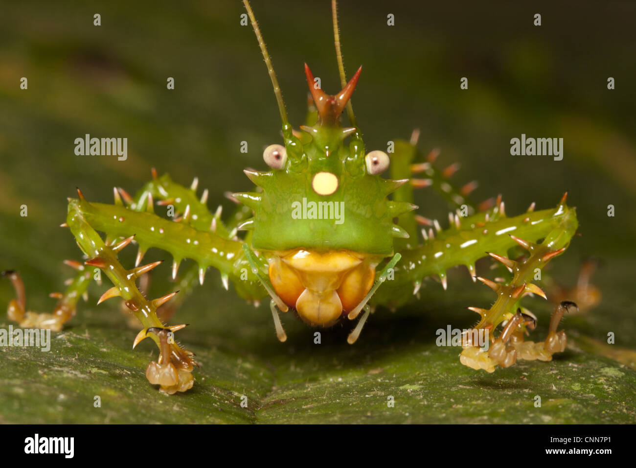 Spiny Devil Katydid (Panacanthus cuspidatus) adult, resting on leaf ...