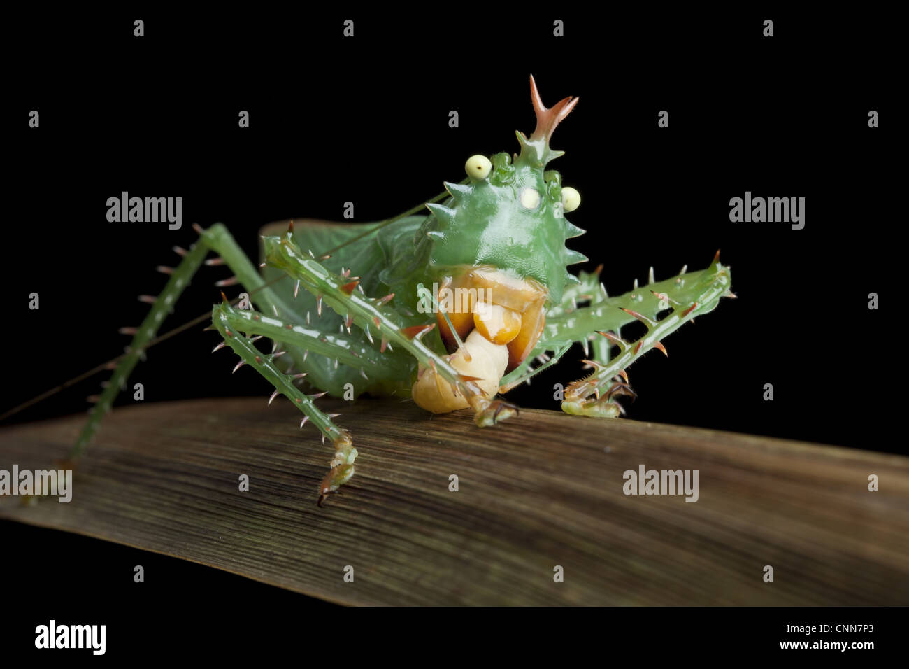 Spiny bush cricket hi-res stock photography and images - Alamy