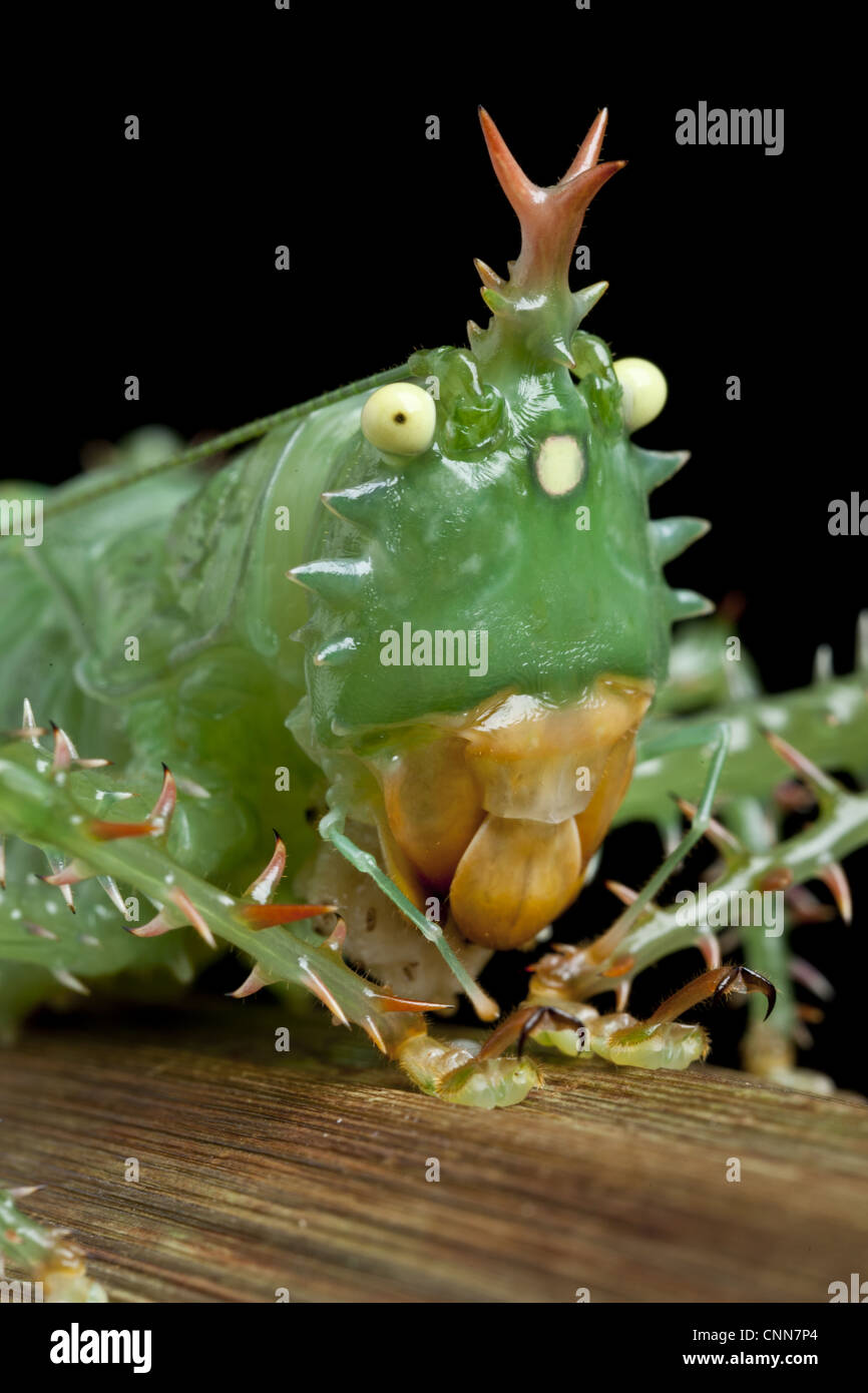 Spiny Devil Katydid (Panacanthus cuspidatus) adult, close-up of head ...