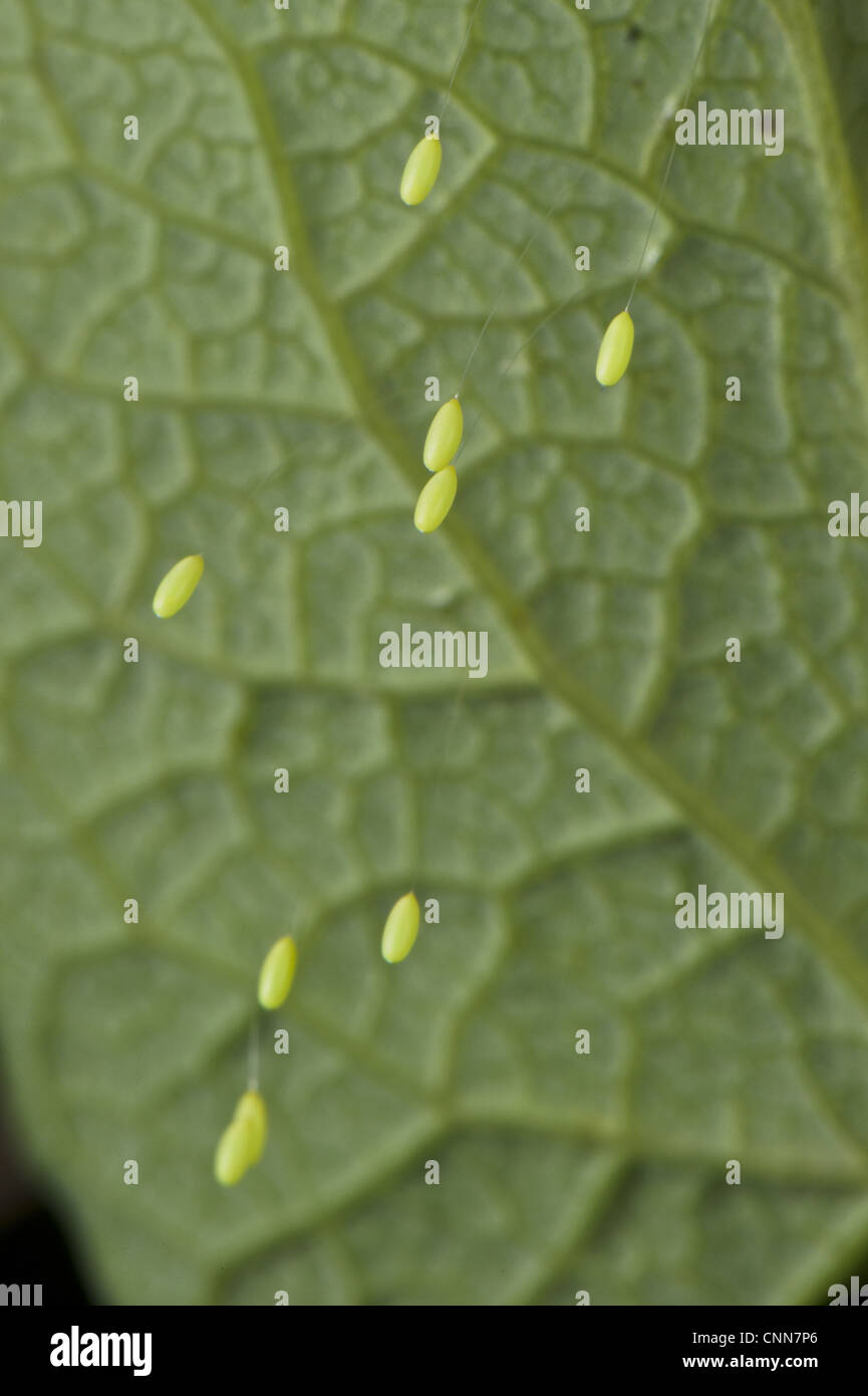 Green Lacewing (Chrysopa sp.) stalked eggs, deposited on leaf, Italy ...