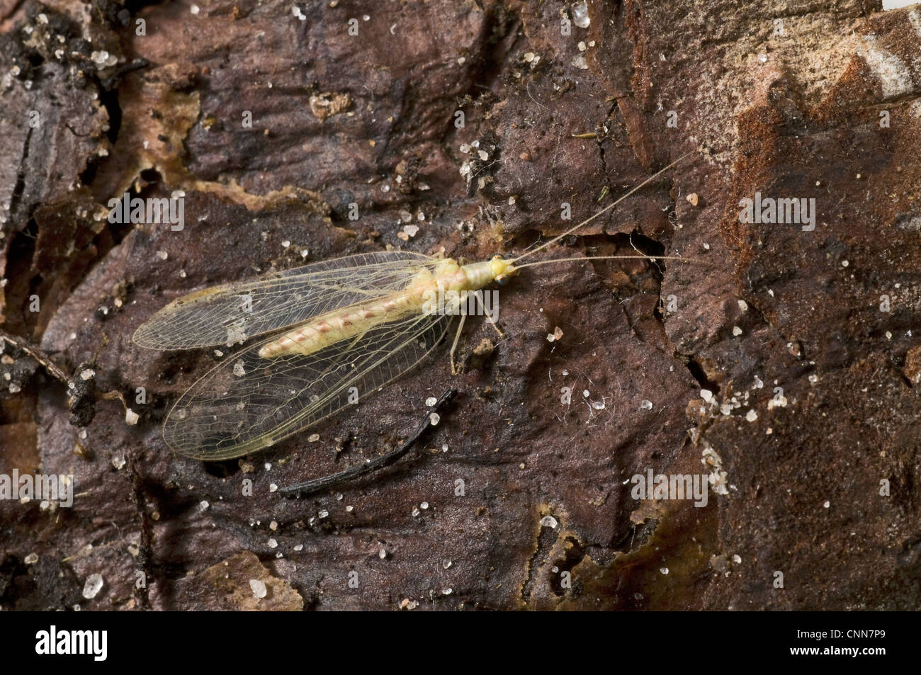 Common Green Lacewing (Chrysoperla carnea) adult, resting on bark ...
