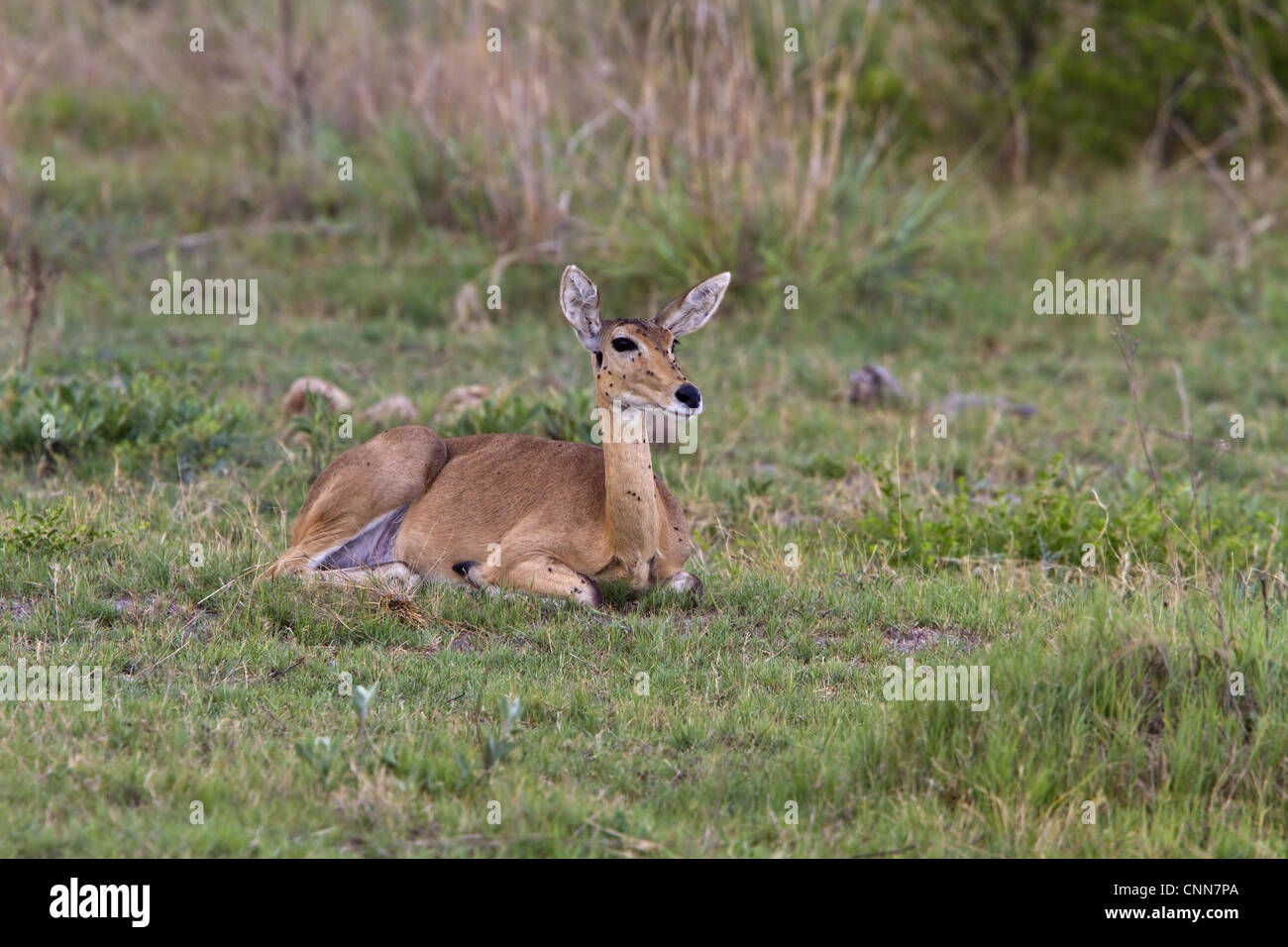 Africa african botswana kwara hi-res stock photography and images - Alamy