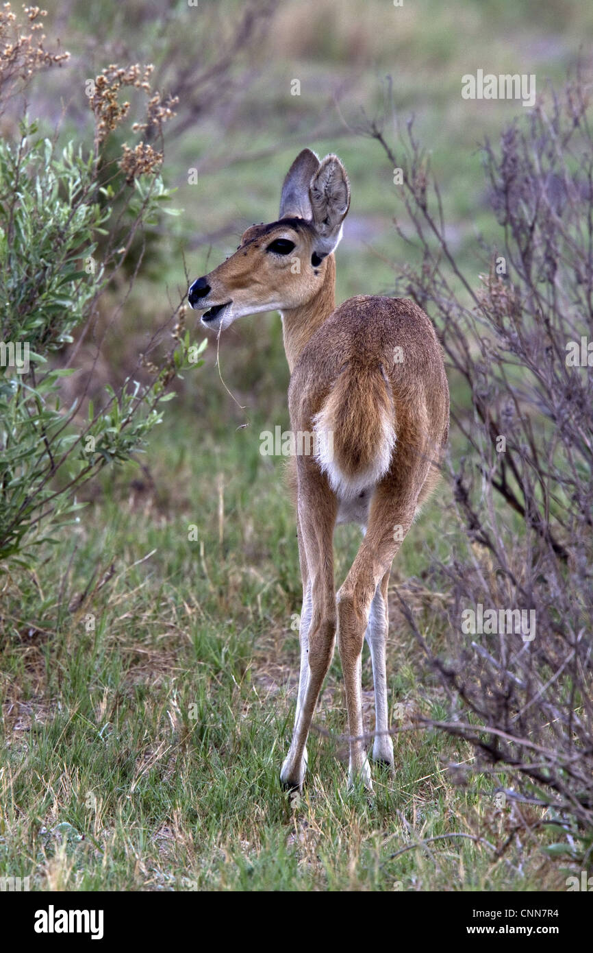 Female reedbuck near Kwara, Okavango Delta Botswana - Note the ...